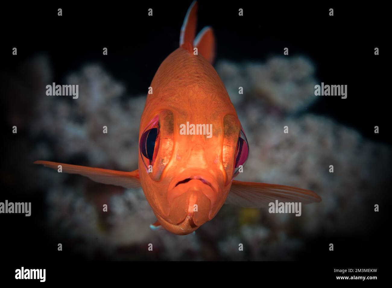 Colorful tropical Coral Reef fish in the Indo - Pacific ocean - The ...