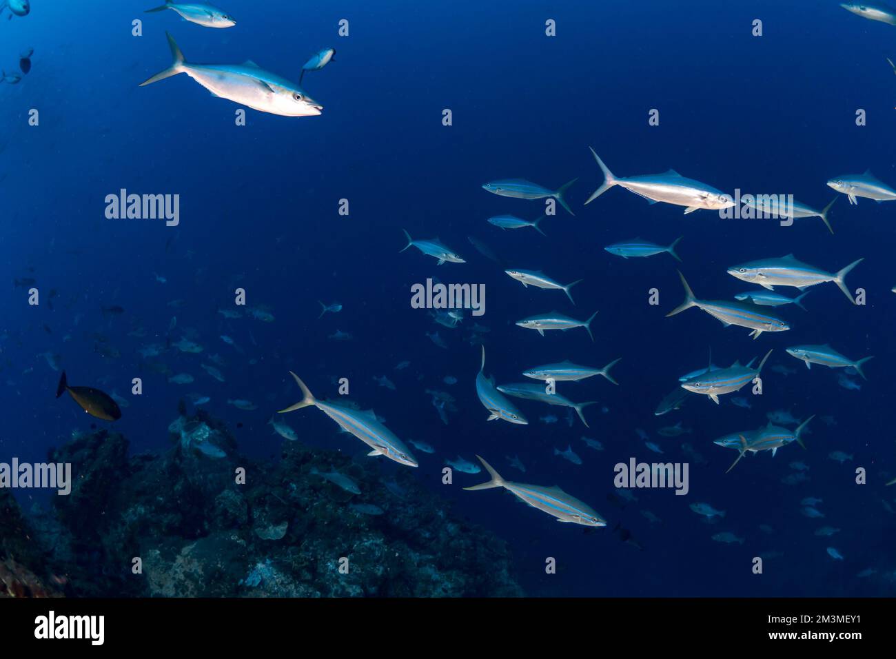 Pristine coral reef system in Papua new Guinea Stock Photo - Alamy