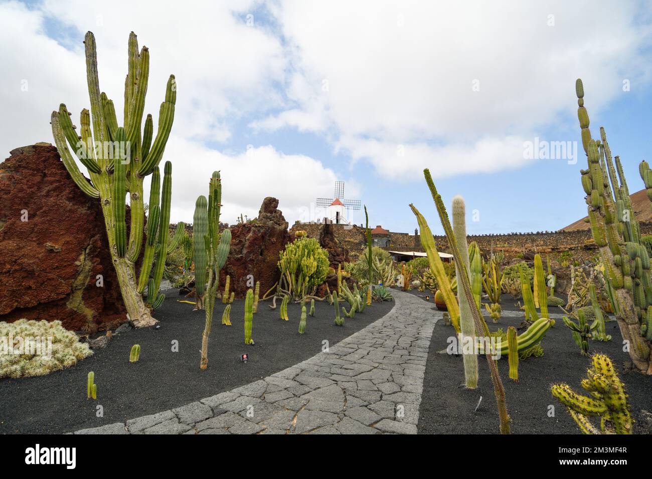 Botanical cactus hi-res stock photography and images - Alamy