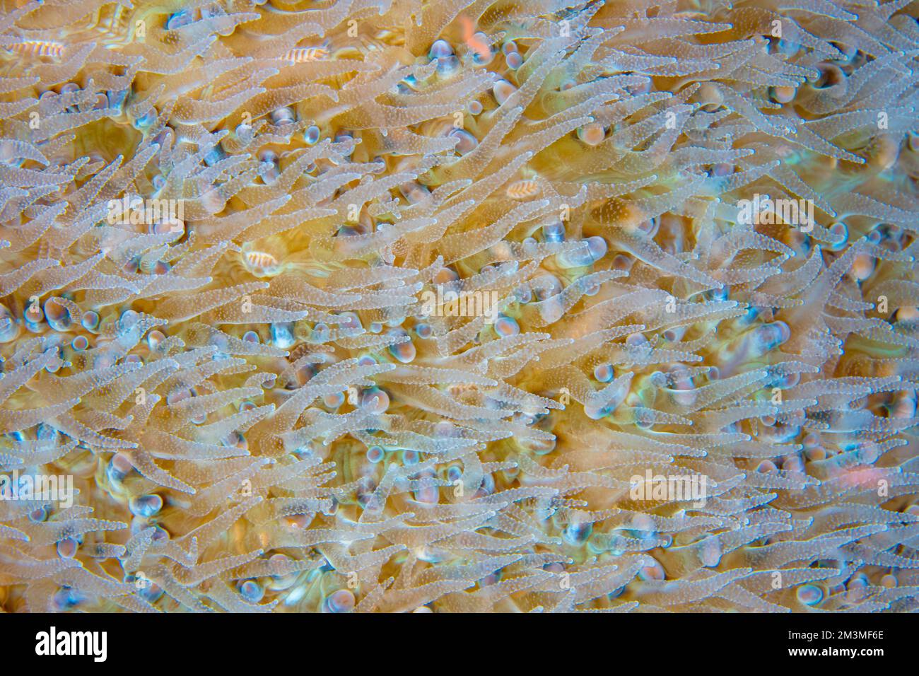 Pristine coral reef system in Papua new Guinea Stock Photo - Alamy