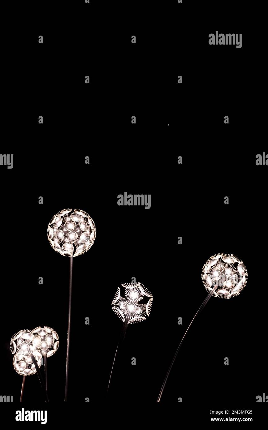 Illuminated dandelion heads on the Waddesdon Manor Christmas and winter ...