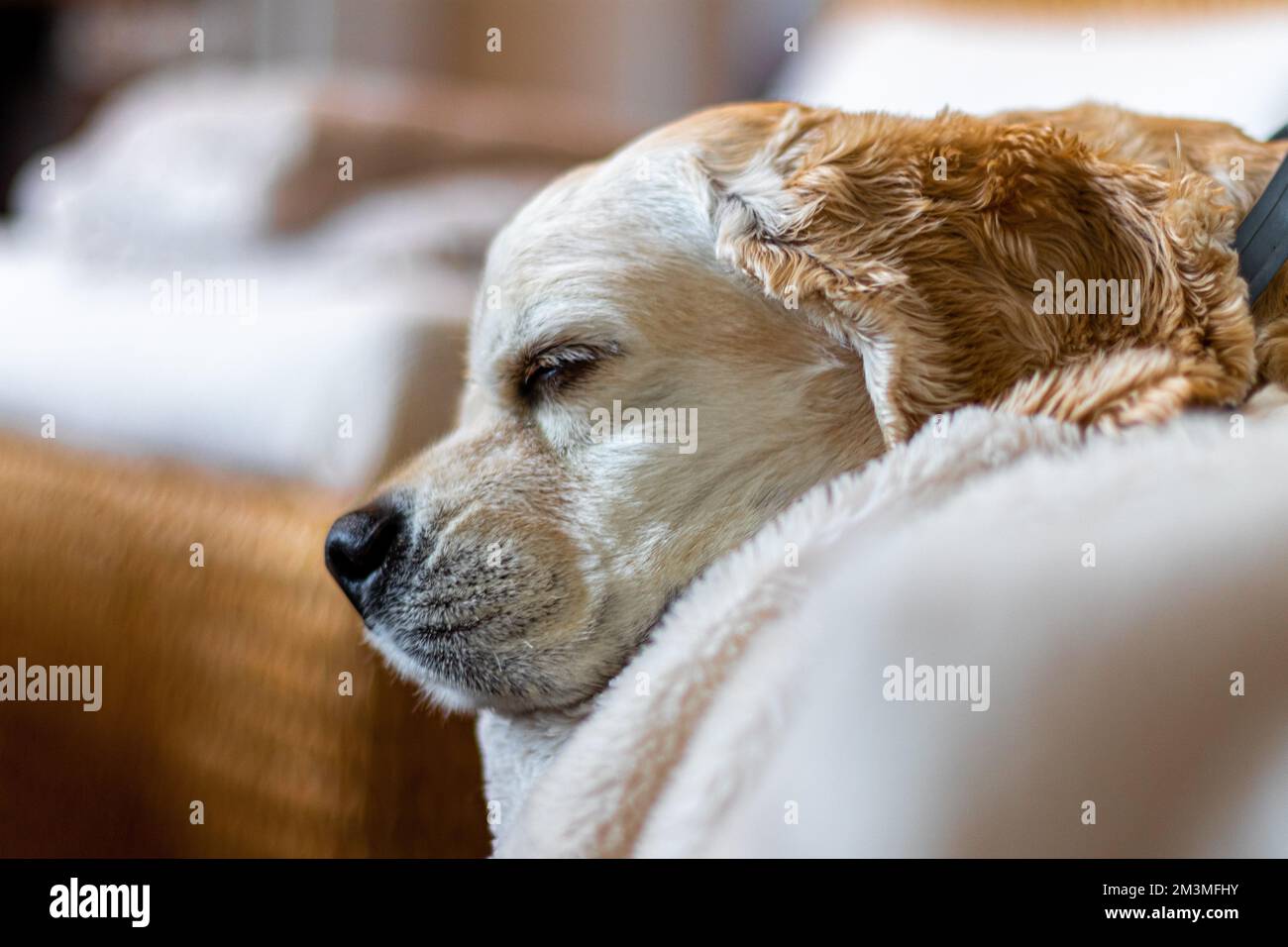A cocker spaniel sleeping on the a chair Stock Photo - Alamy