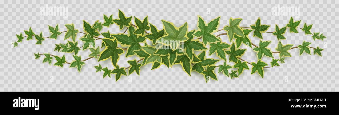 Border of ivy vines, lianas with green leaves. Long wavy creeper ...