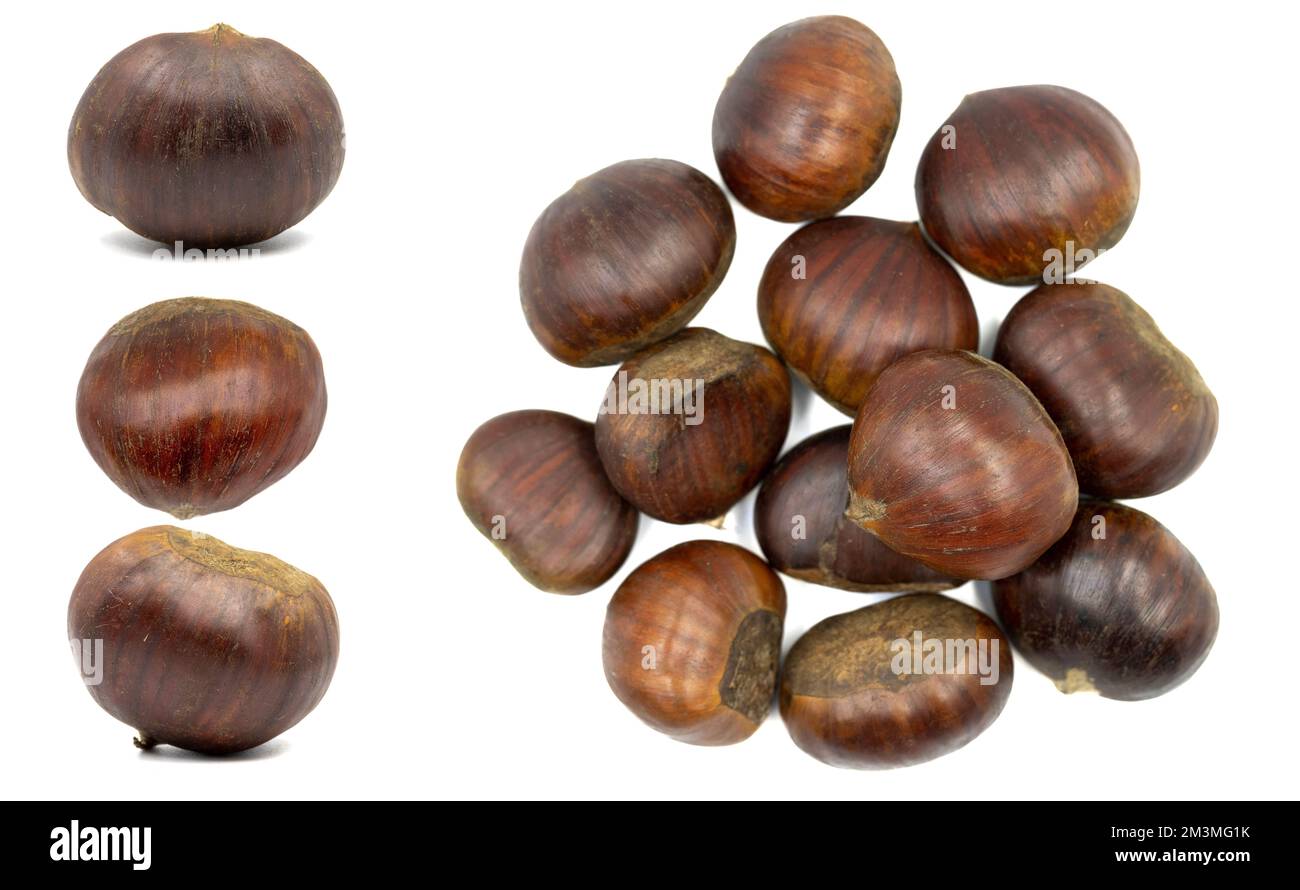 Set of chestnut images. Chestnut isolated on a white background ...