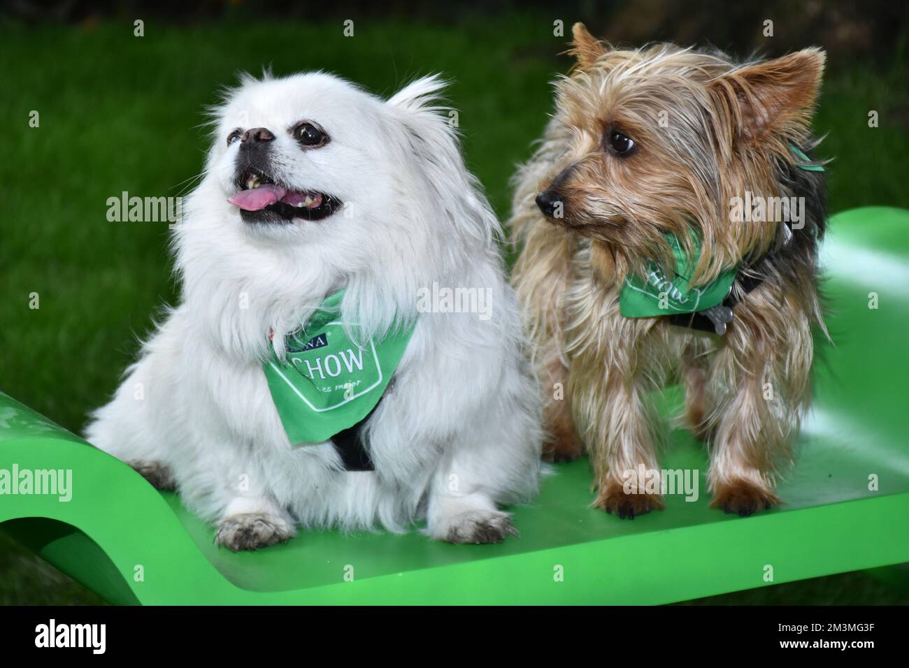 Non Exclusive: Portrait of a An Albino Pekingese dog is seen on a park ...