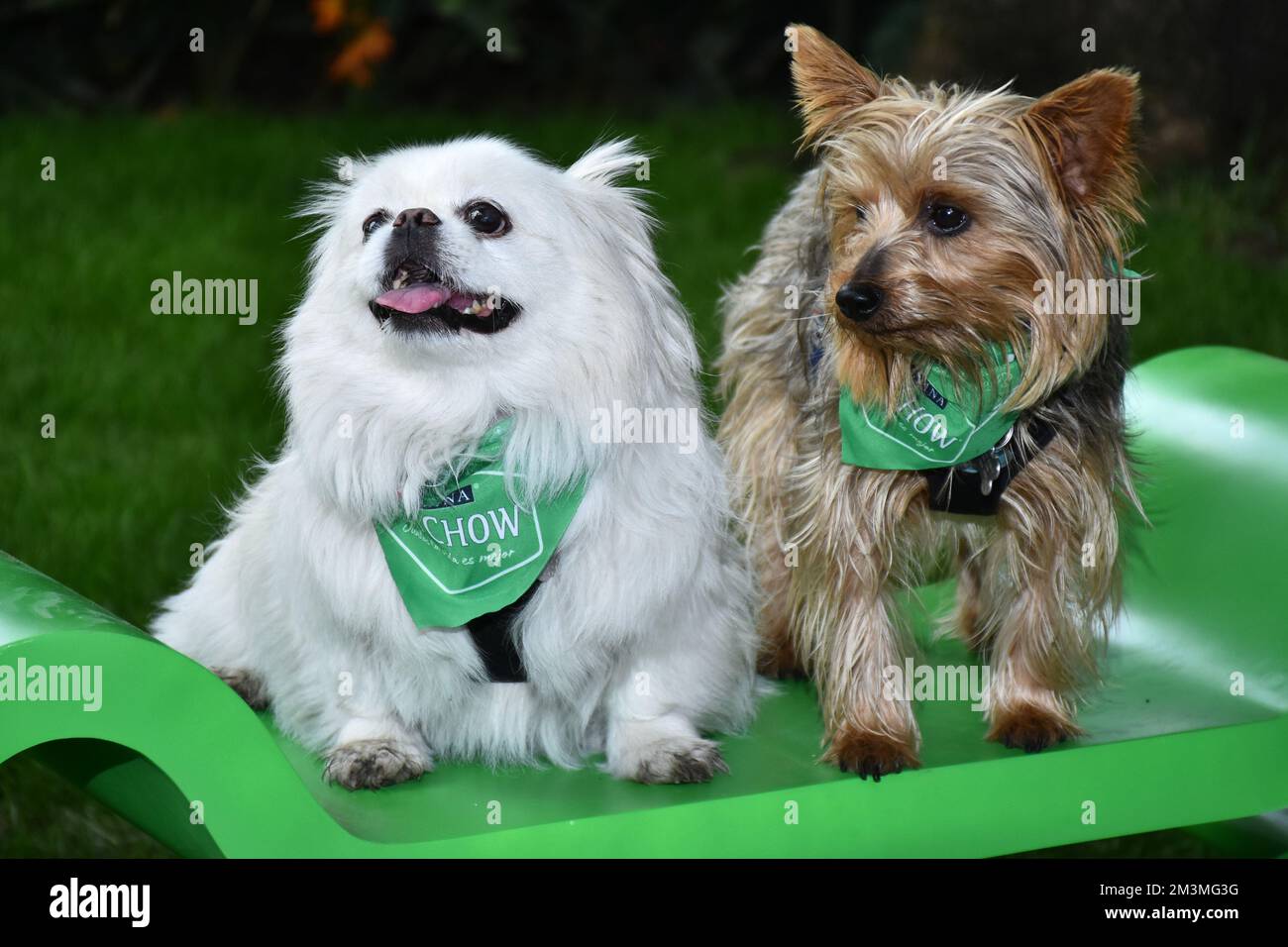 Non Exclusive: Portrait of a An Albino Pekingese dog is seen on a park ...