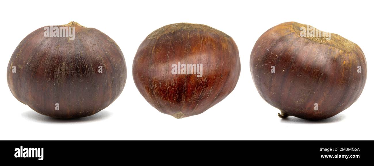 Set of chestnut images. Chestnut isolated on a white background ...