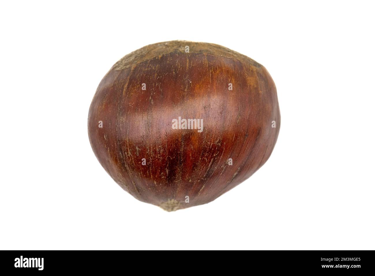 Chestnut isolated on a white background. Clipping Path. Full depth of ...