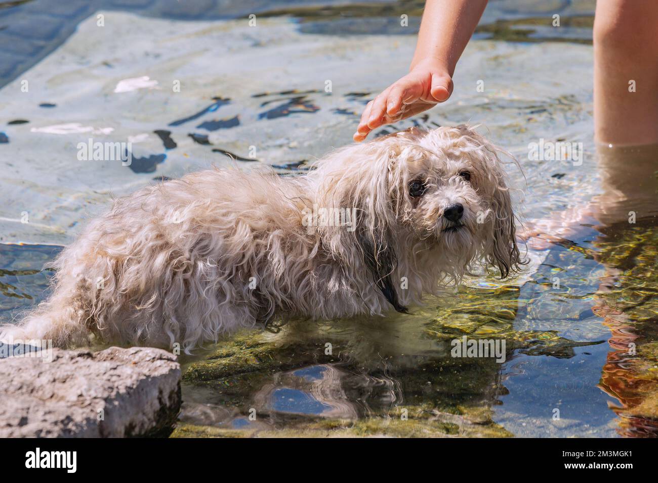 Cute brown puppy chilling in the summer day hi-res stock photography ...
