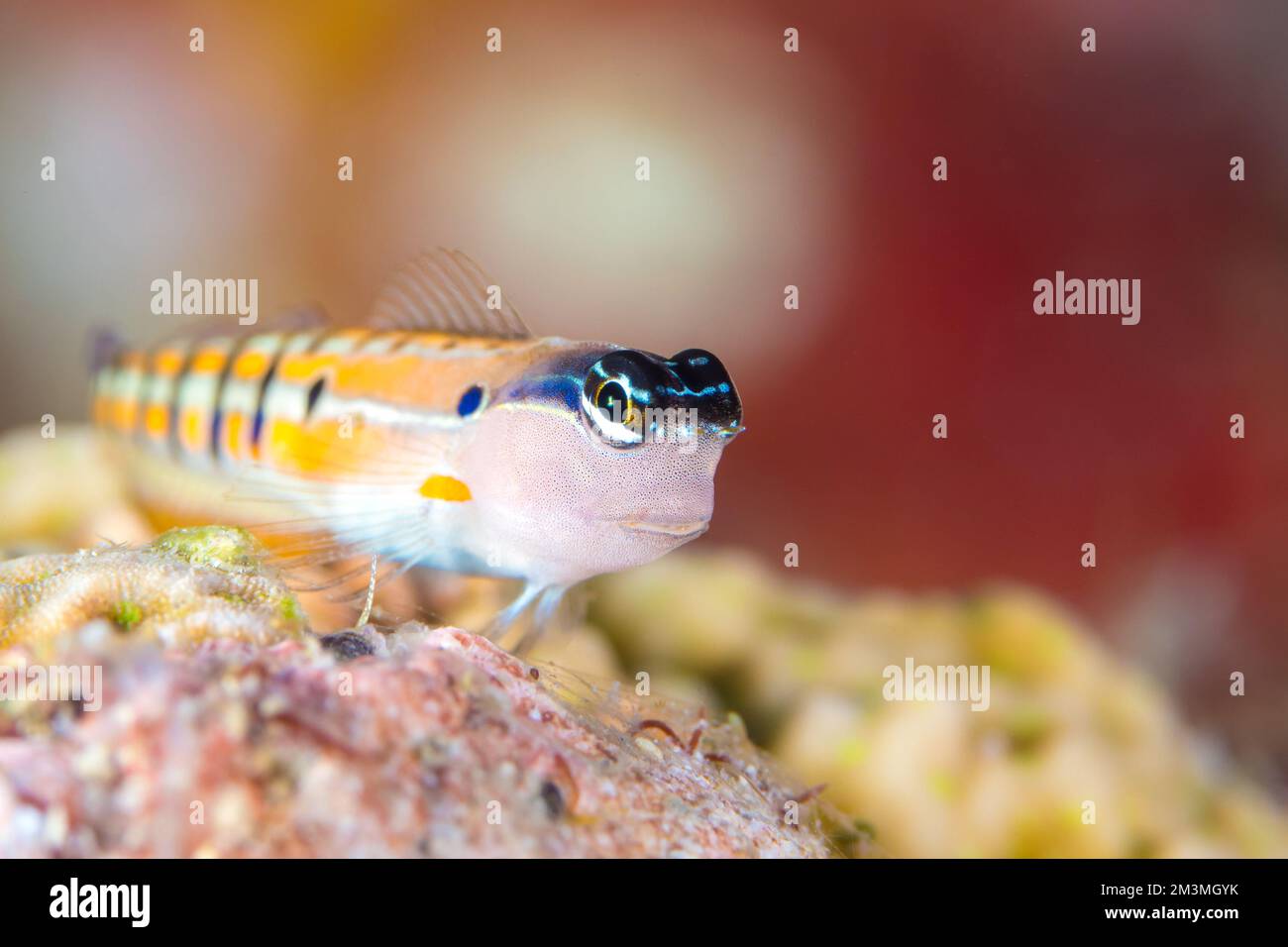 Beautiful colorful saltwater goby on coral reef in the Pacific Stock ...