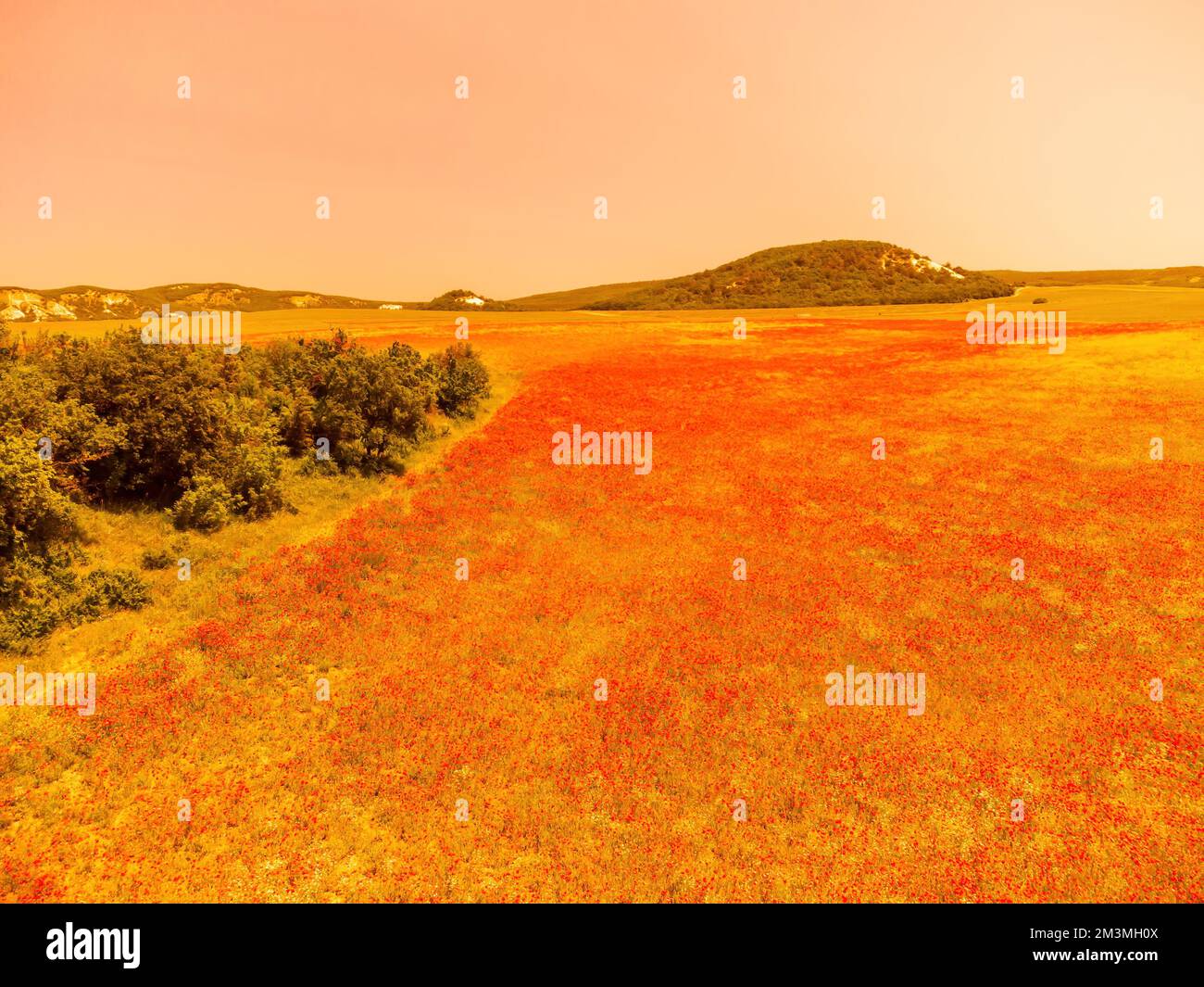 Field of red poppies. Aerial view. Beautiful field scarlet poppies ...