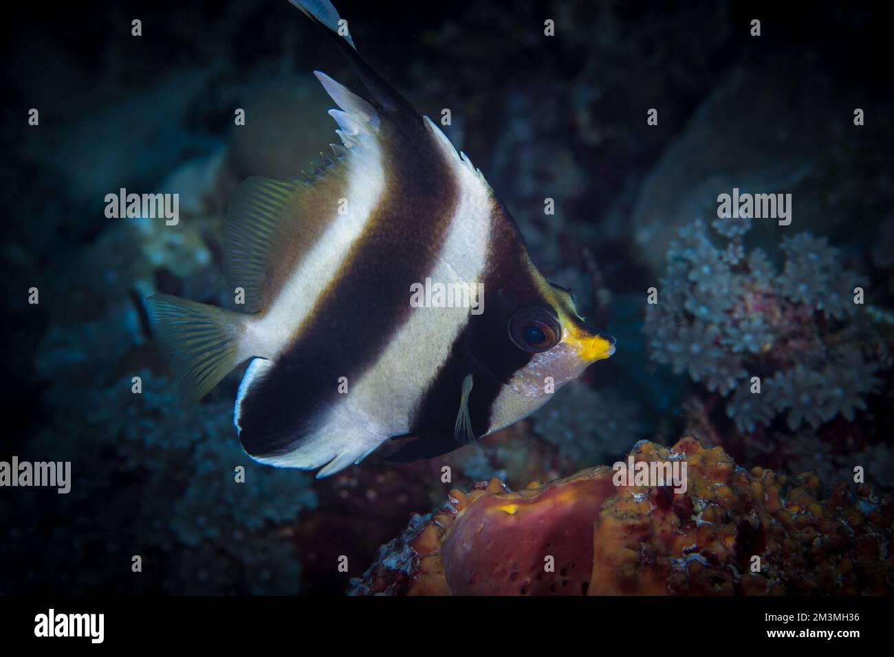 Coral reef fish in clear hi-res stock photography and images - Alamy