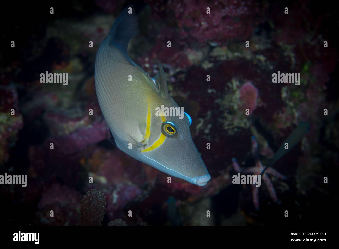 Beautiful colorful triggerfish swimming above healthy coral reef in the ...