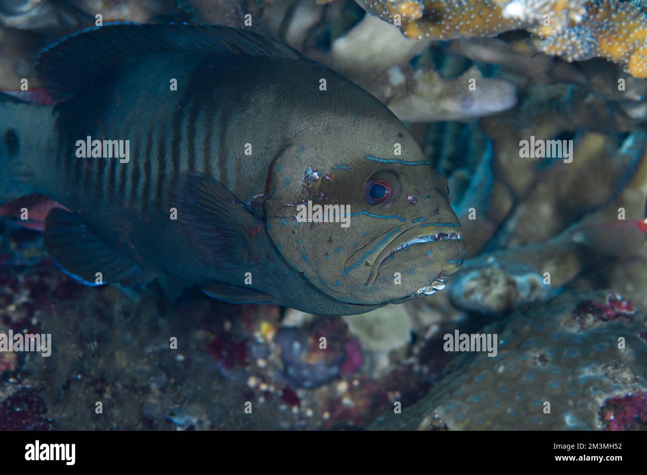 Beautiful coral reef fish in Indonesia on Scuba diving site Stock Photo ...
