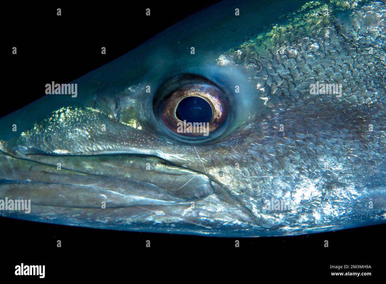 Beautiful coral reef fish in Indonesia on Scuba diving site Stock Photo ...