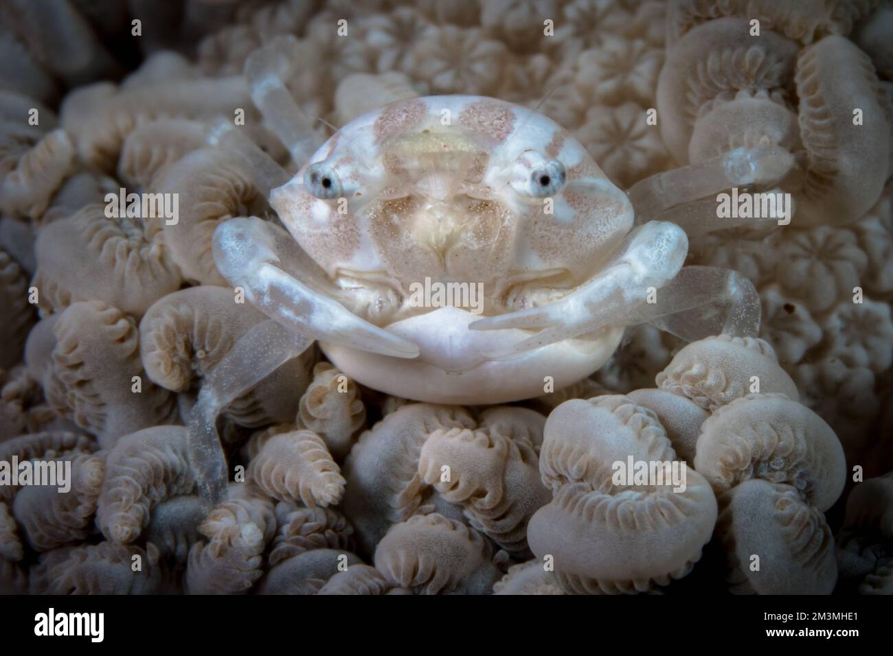 Colorful coral reef crab on scuba diving site in the pacific Ocean ...