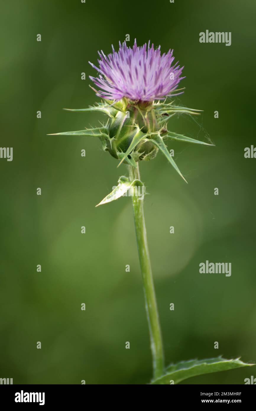 Sting thistle hi-res stock photography and images - Alamy
