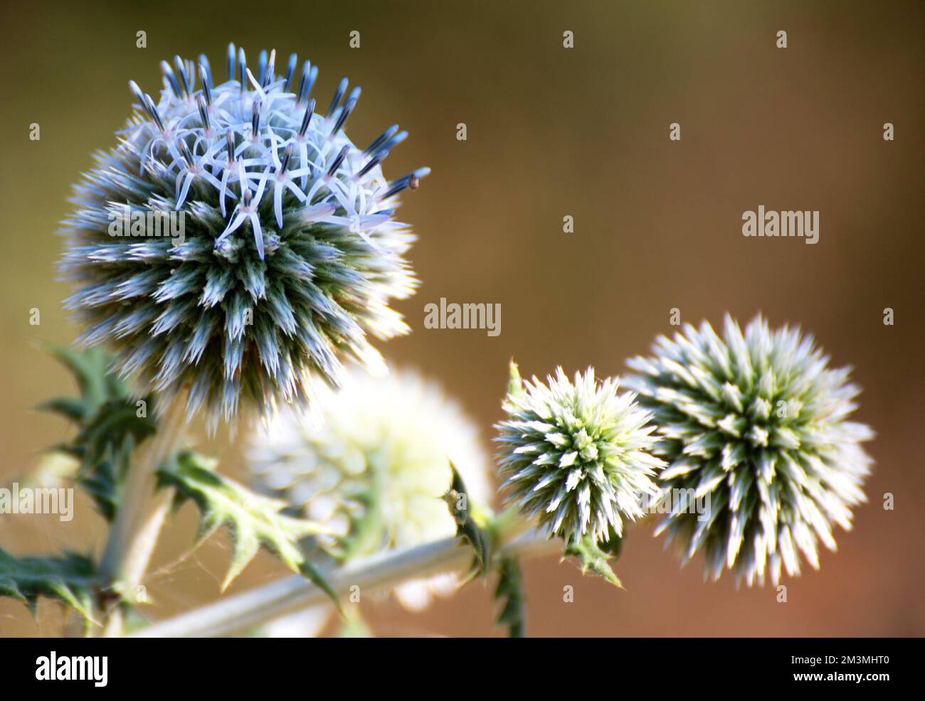 Slender thistle hi-res stock photography and images - Alamy