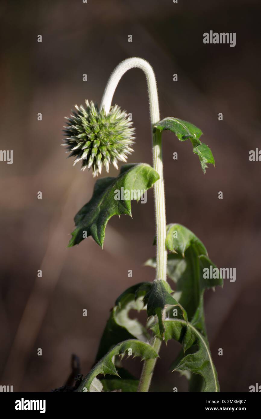 Slender thistle hi-res stock photography and images - Alamy