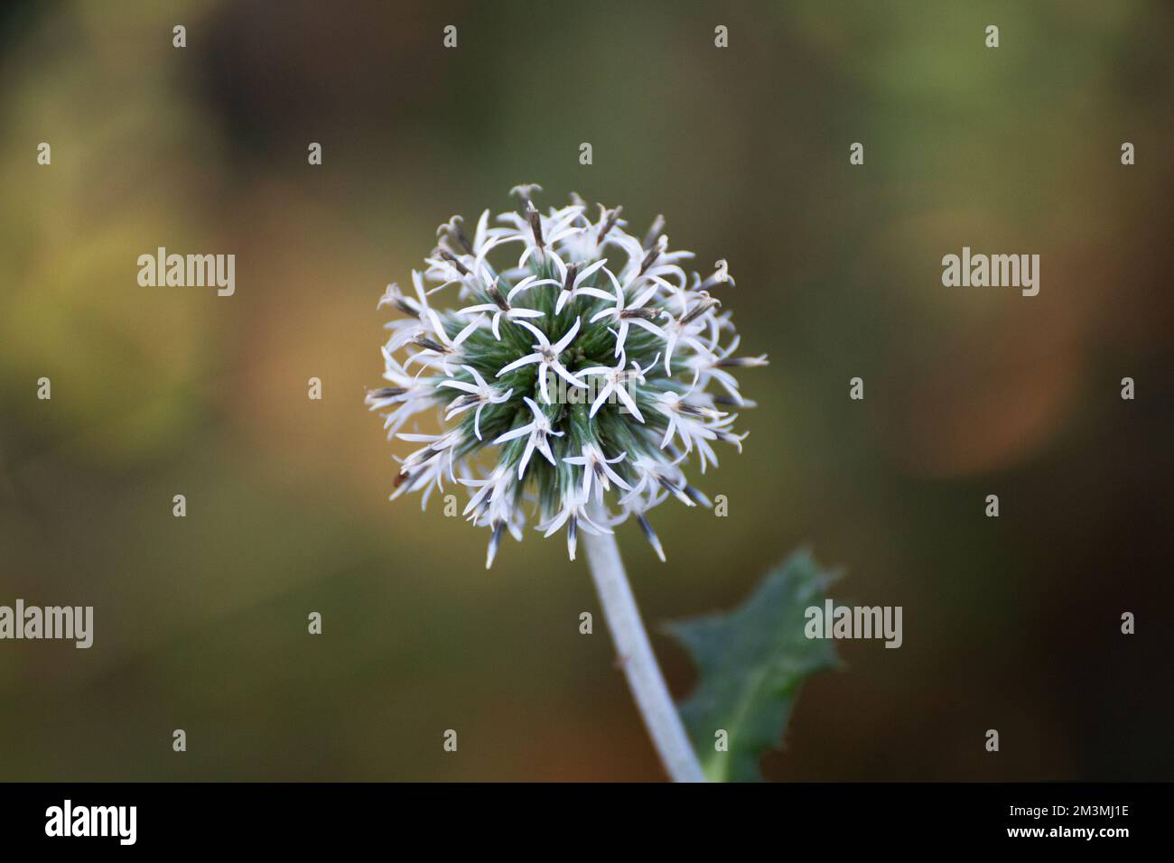 Slender flower thistle hi-res stock photography and images - Alamy