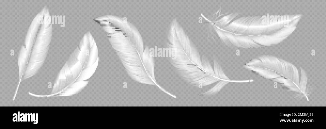 White soft feathers isolated on transparent background. Down or plume ...