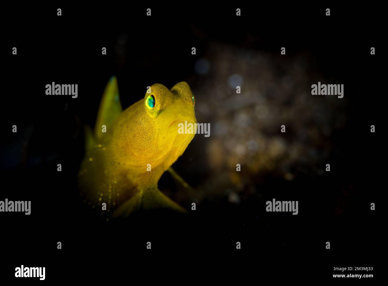 Beautiful colorful saltwater goby on coral reef in the Pacific Stock ...