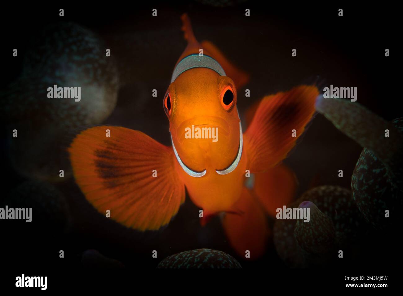 Beautiful colorful spinecheek clownfish swimming above coral reef ...