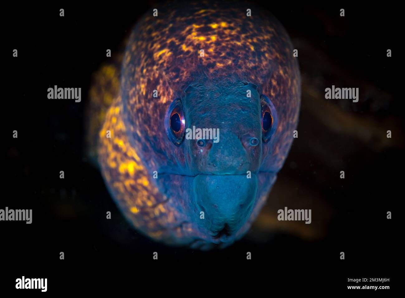 Eel on coral reef - Spotting wildlife while scuba diving the best dive ...