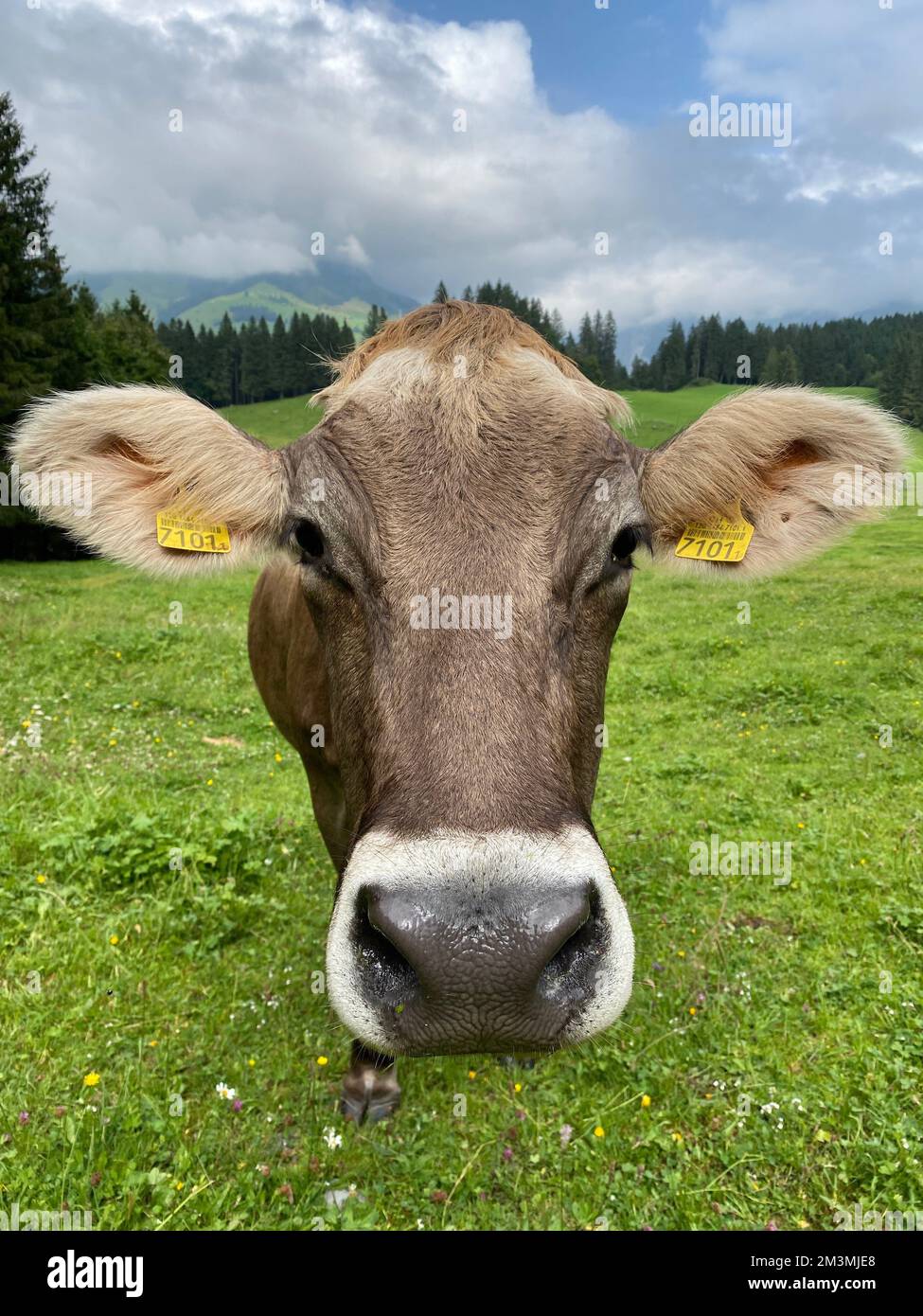 A vertical shot of a cow with its head zoomed in at a green pasture ...