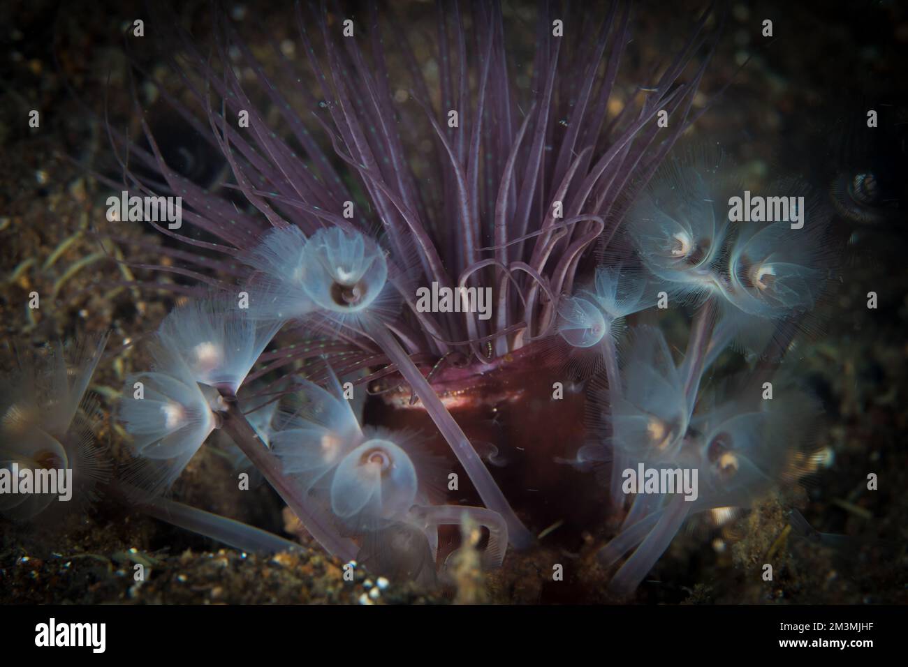 Finding underwater invertebrates on coral reef in the pacific Ocean ...