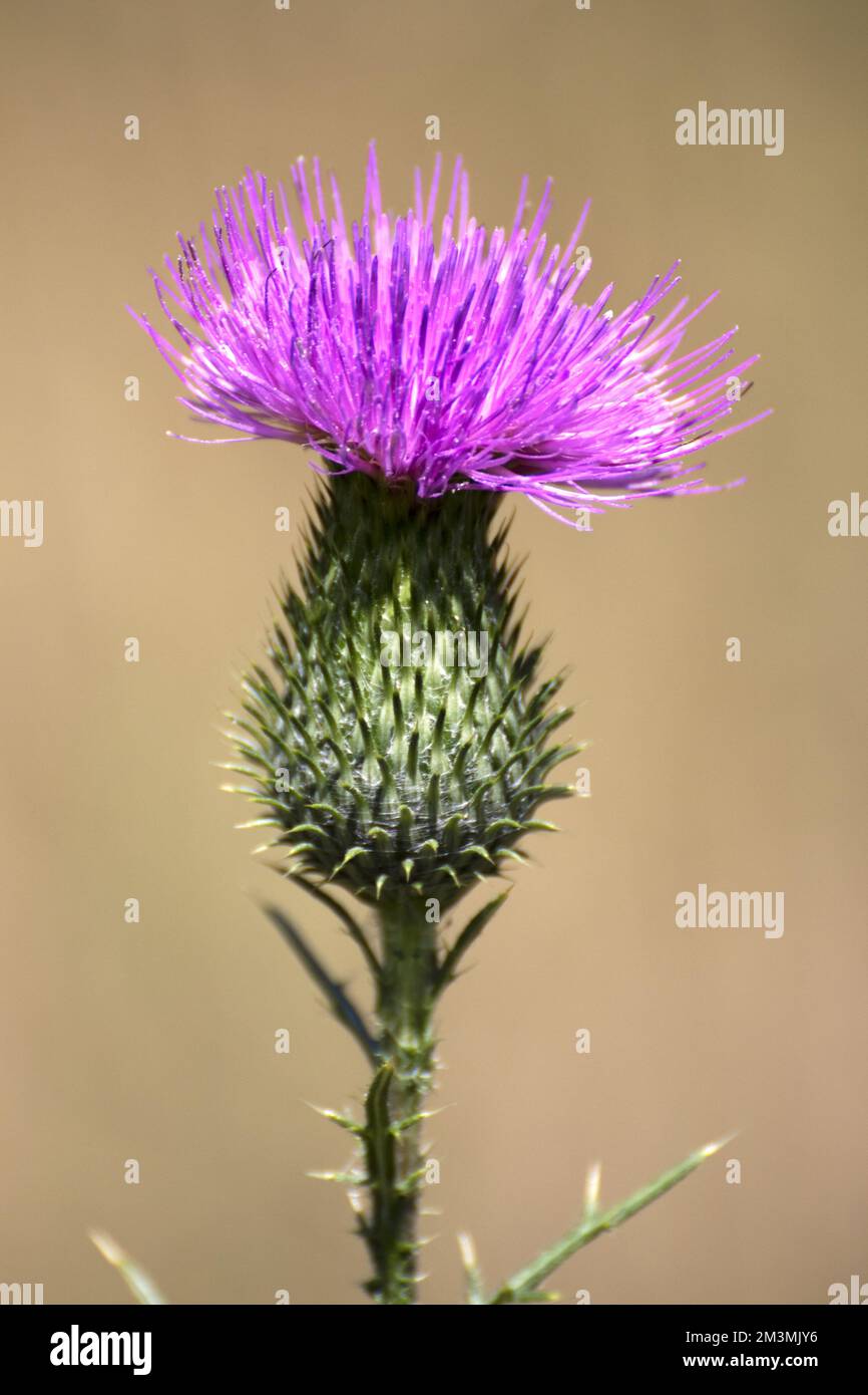 Slender thistle hi-res stock photography and images - Alamy