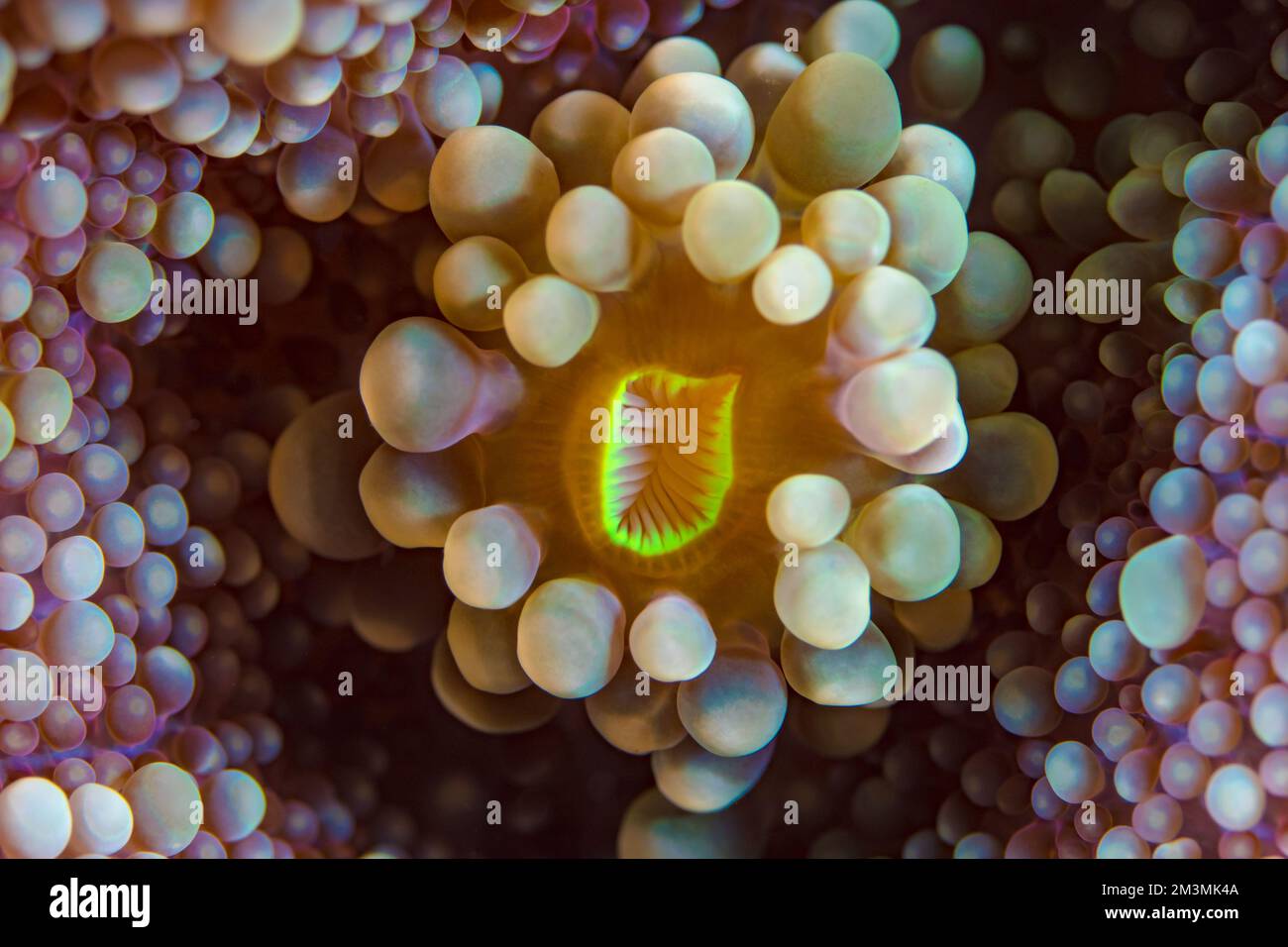 Finding underwater invertebrates on coral reef in the pacific Ocean ...