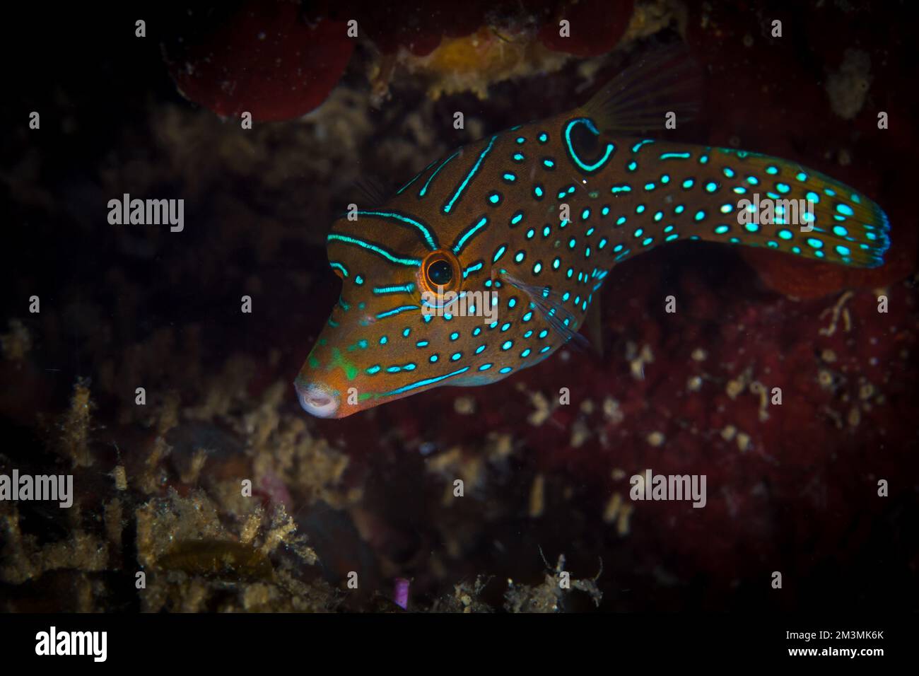 Beautiful coral reef fish in Indonesia on Scuba diving site Stock Photo ...
