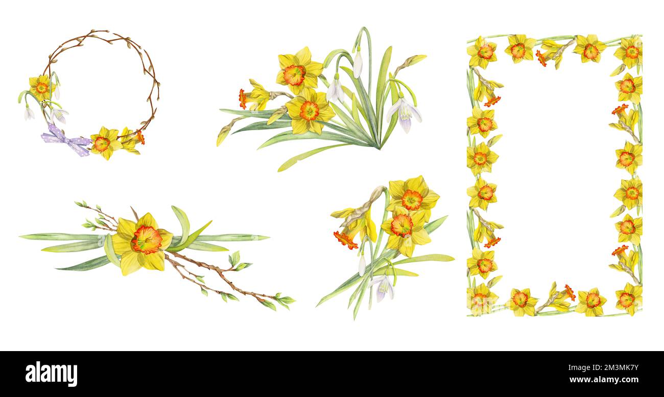 Watercolor hand drawn composition with spring flowers, daffodils ...