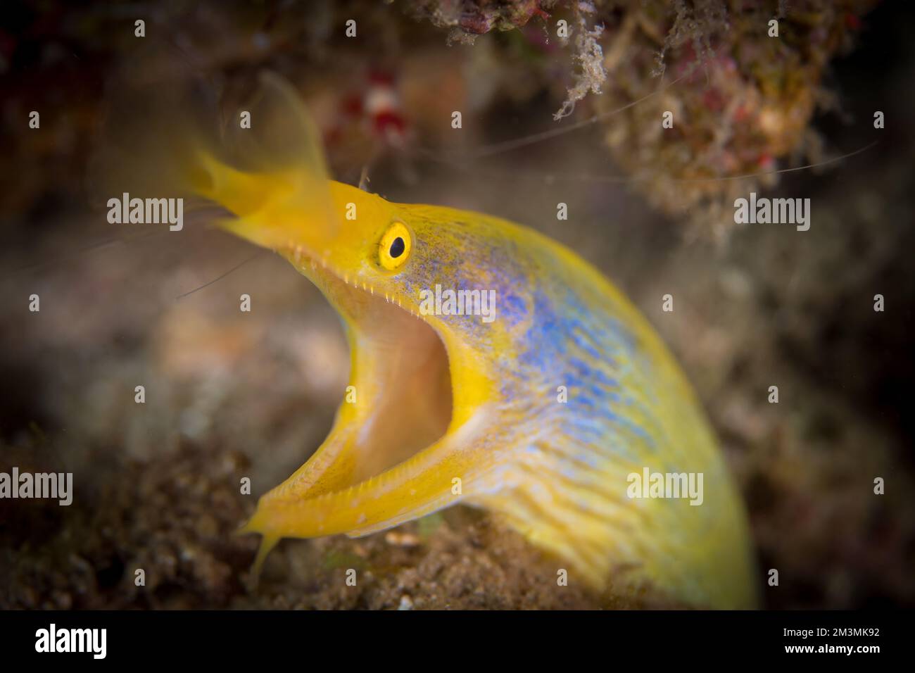 Eel on coral reef - Spotting wildlife while scuba diving the best dive ...