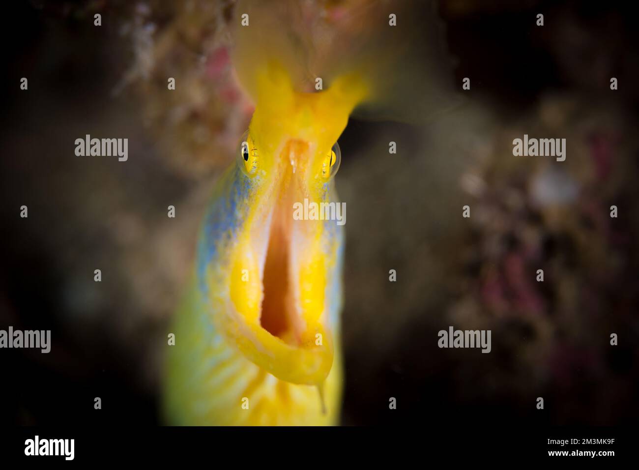 Eel on coral reef - Spotting wildlife while scuba diving the best dive ...