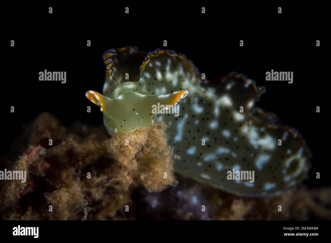Colorful nudibranch sea slug on coral reef in papua Stock Photo - Alamy