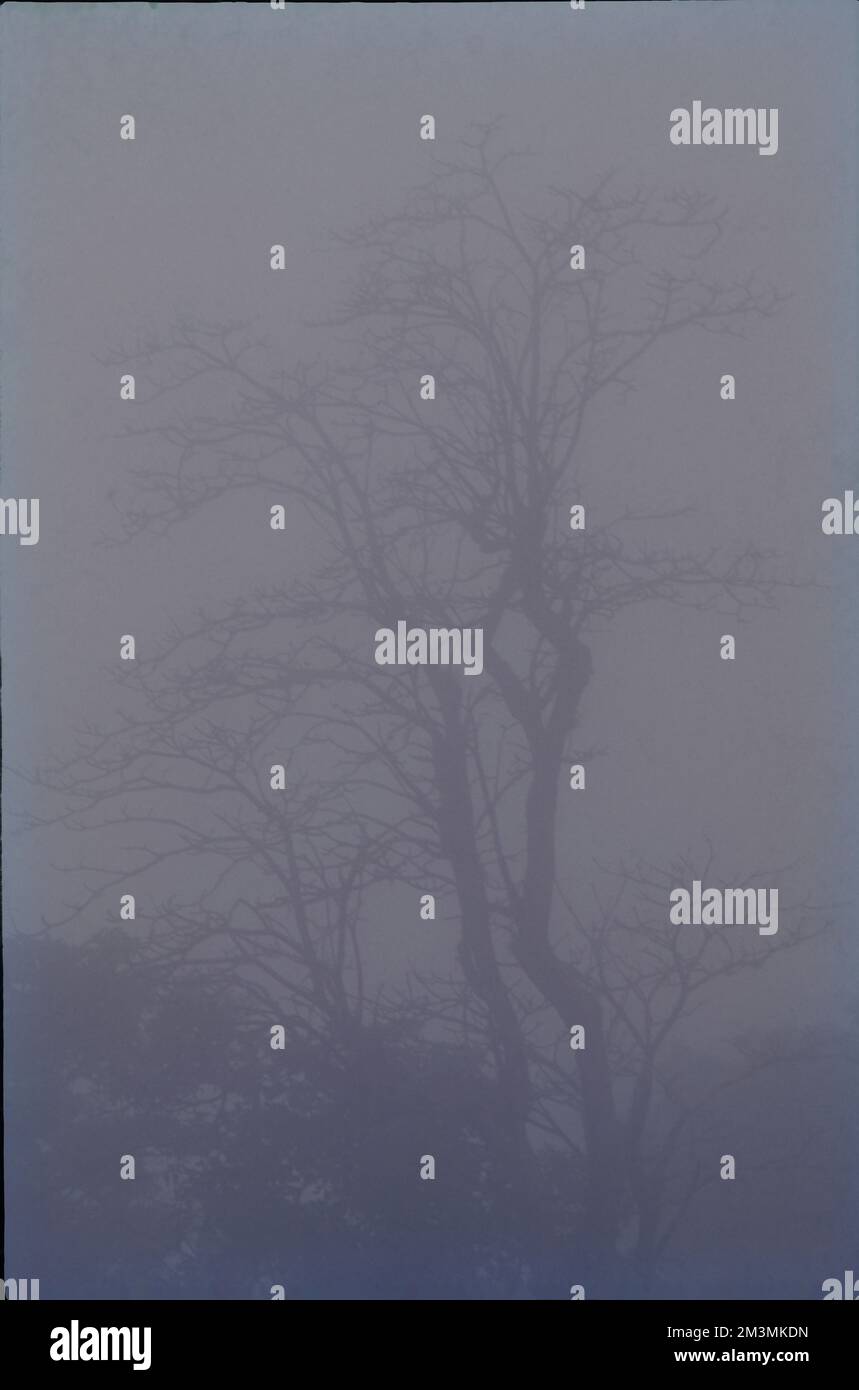 Mist is a phenomenon caused by small droplets of water suspended in the ...