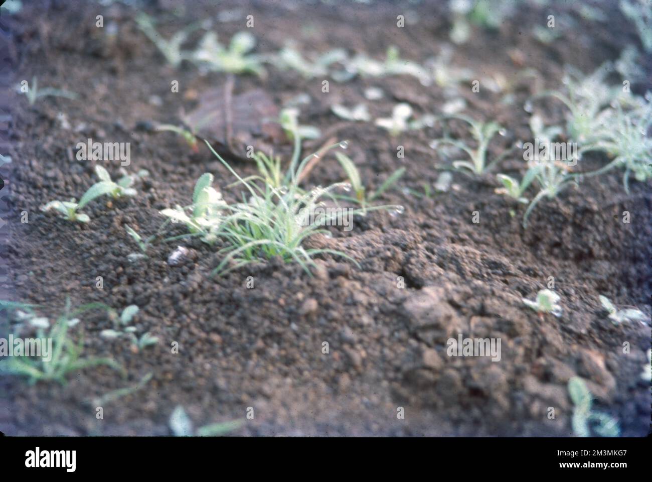 Organisms particles soil hi-res stock photography and images - Alamy