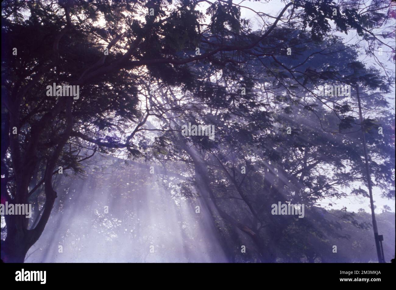 “the scattered light that filters through when sunlight shines through ...