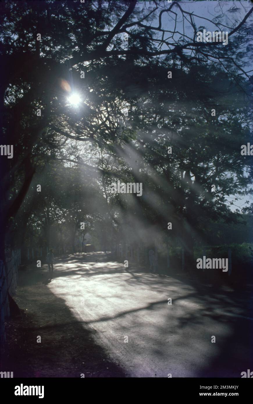 “the scattered light that filters through when sunlight shines through ...