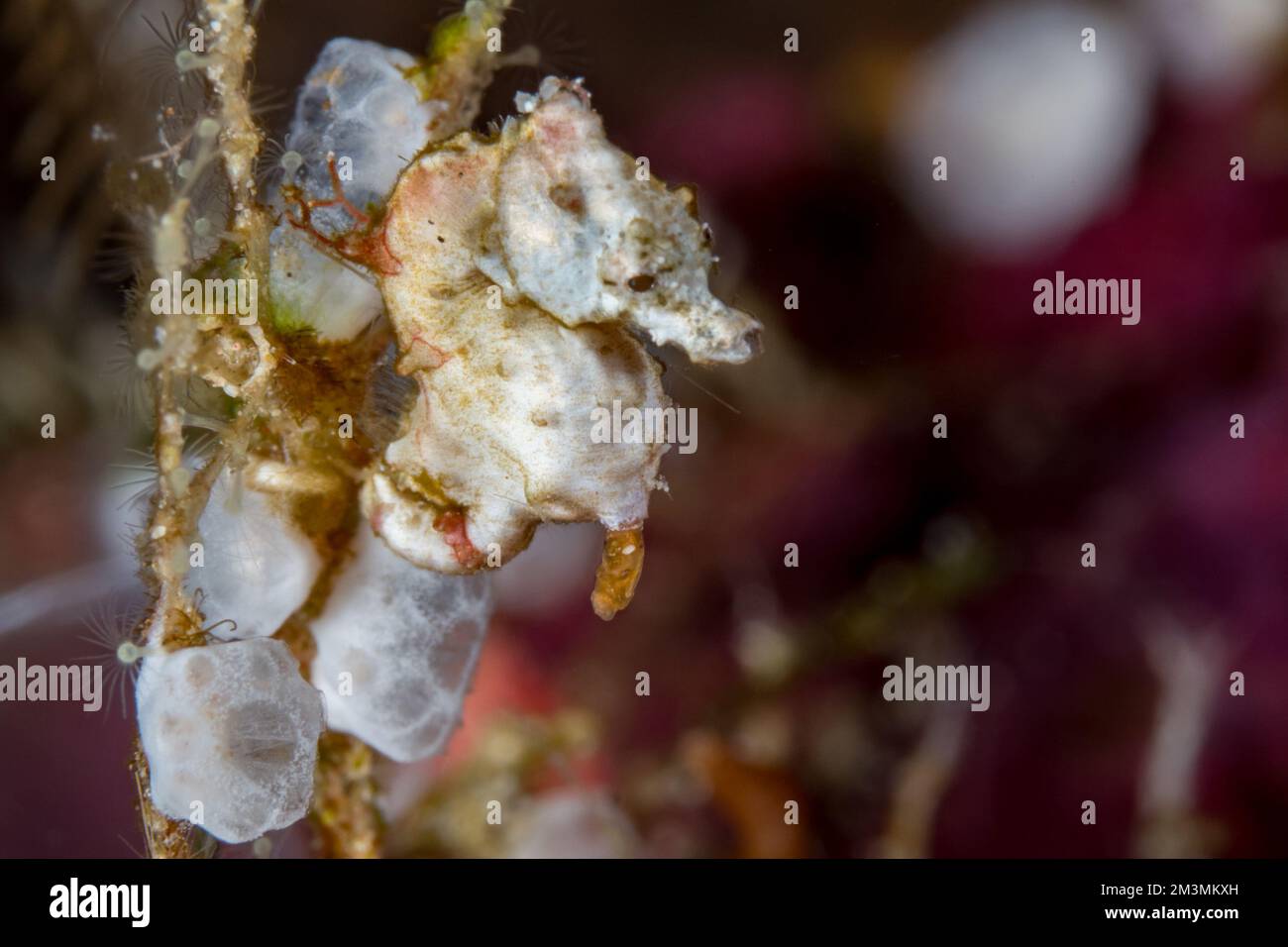 Pygmy Seahorse Babies