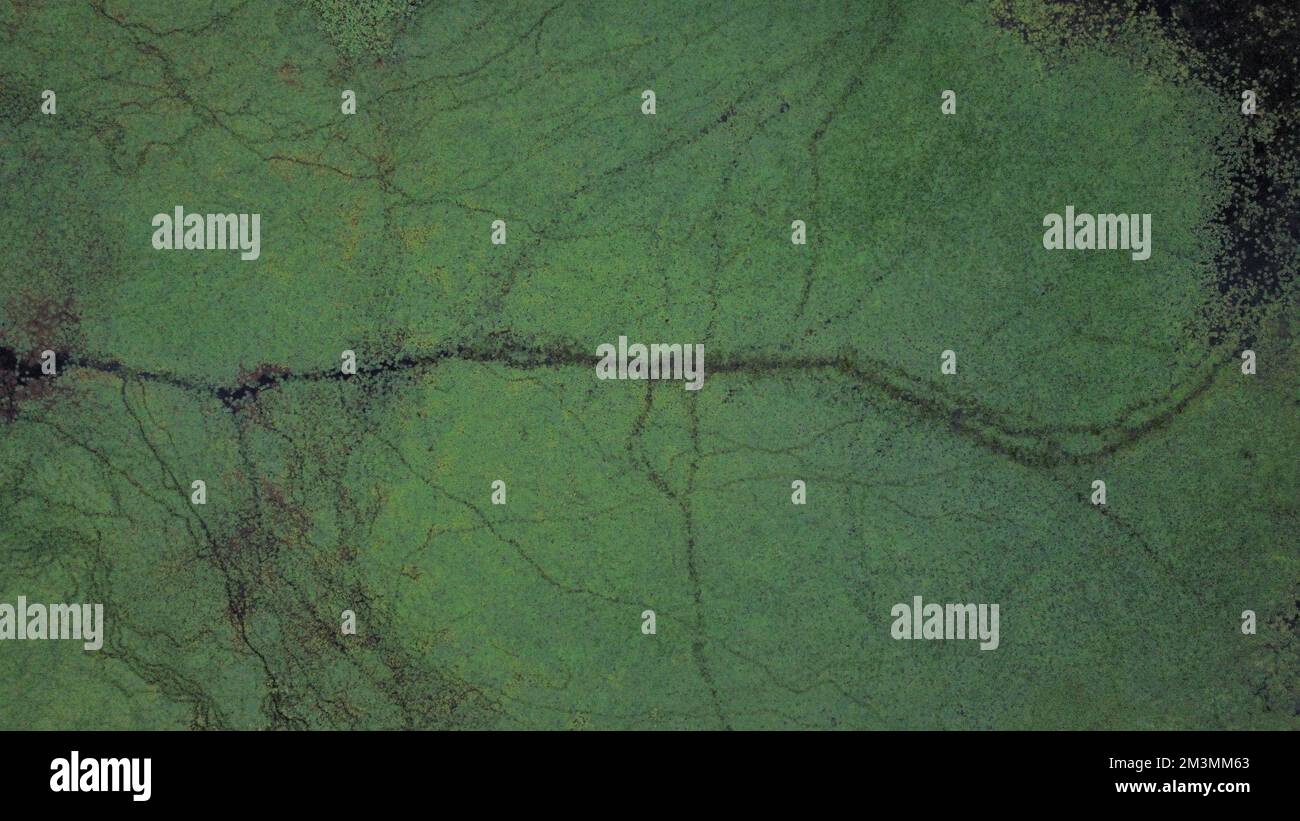 A top view of a mossy water surface for background and overlays Stock ...