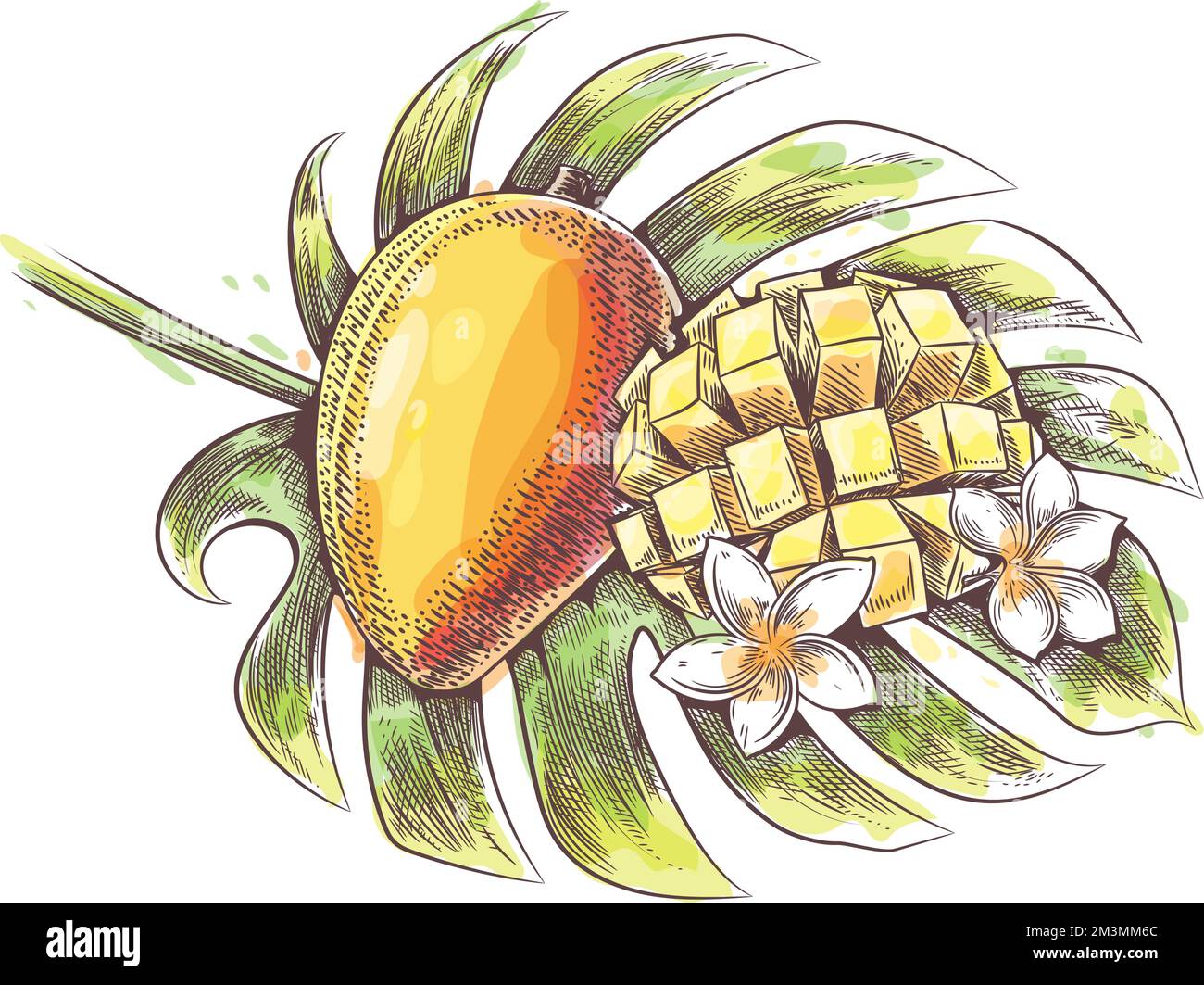 Flowers of mango Cut Out Stock Images & Pictures - Alamy