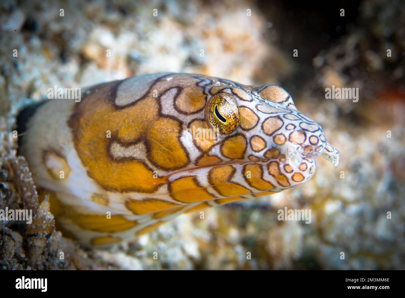 Eel on coral reef - Spotting wildlife while scuba diving the best dive ...