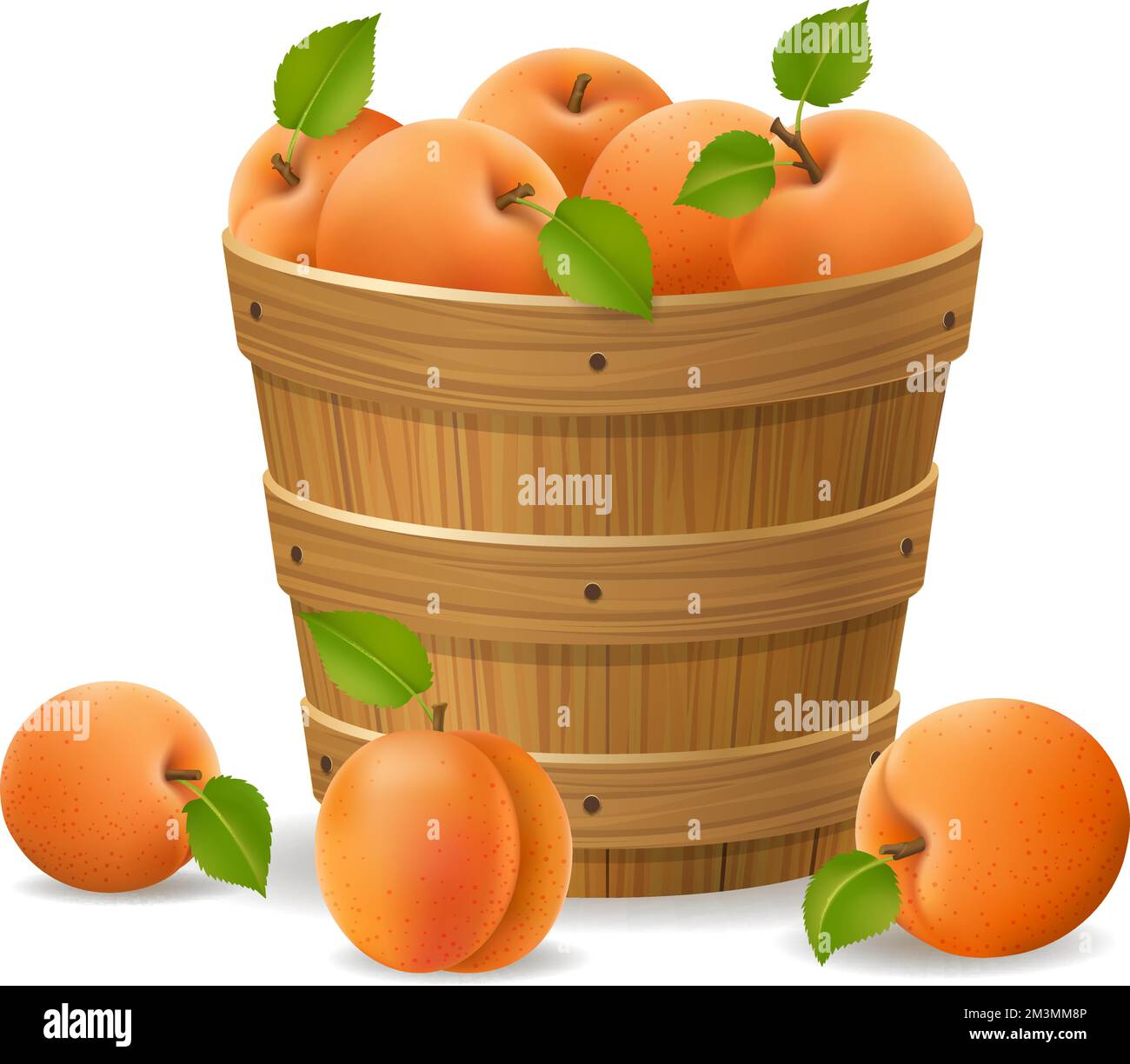 Full apricots basket Stock Vector Image & Art - Alamy