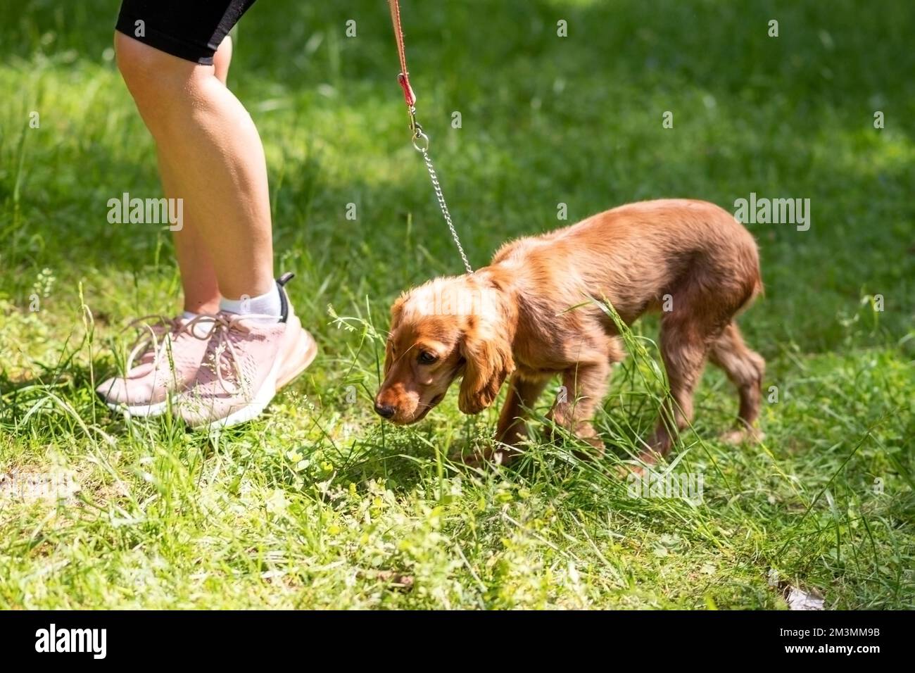 English Cocker Spaniel puppy walking on green grass. High quality photo ...
