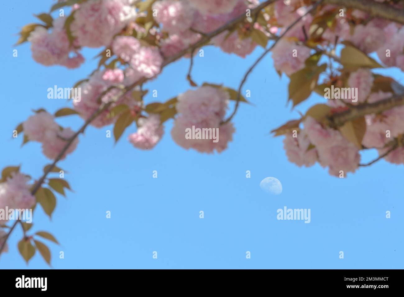 A moon on a blue sky with a flowering sakura tree branch in the ...