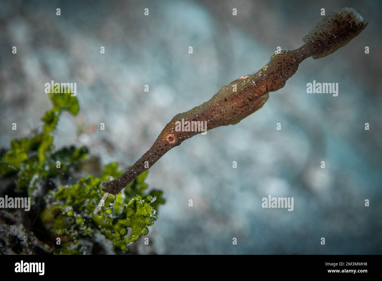 Muck diving sites hi-res stock photography and images - Alamy
