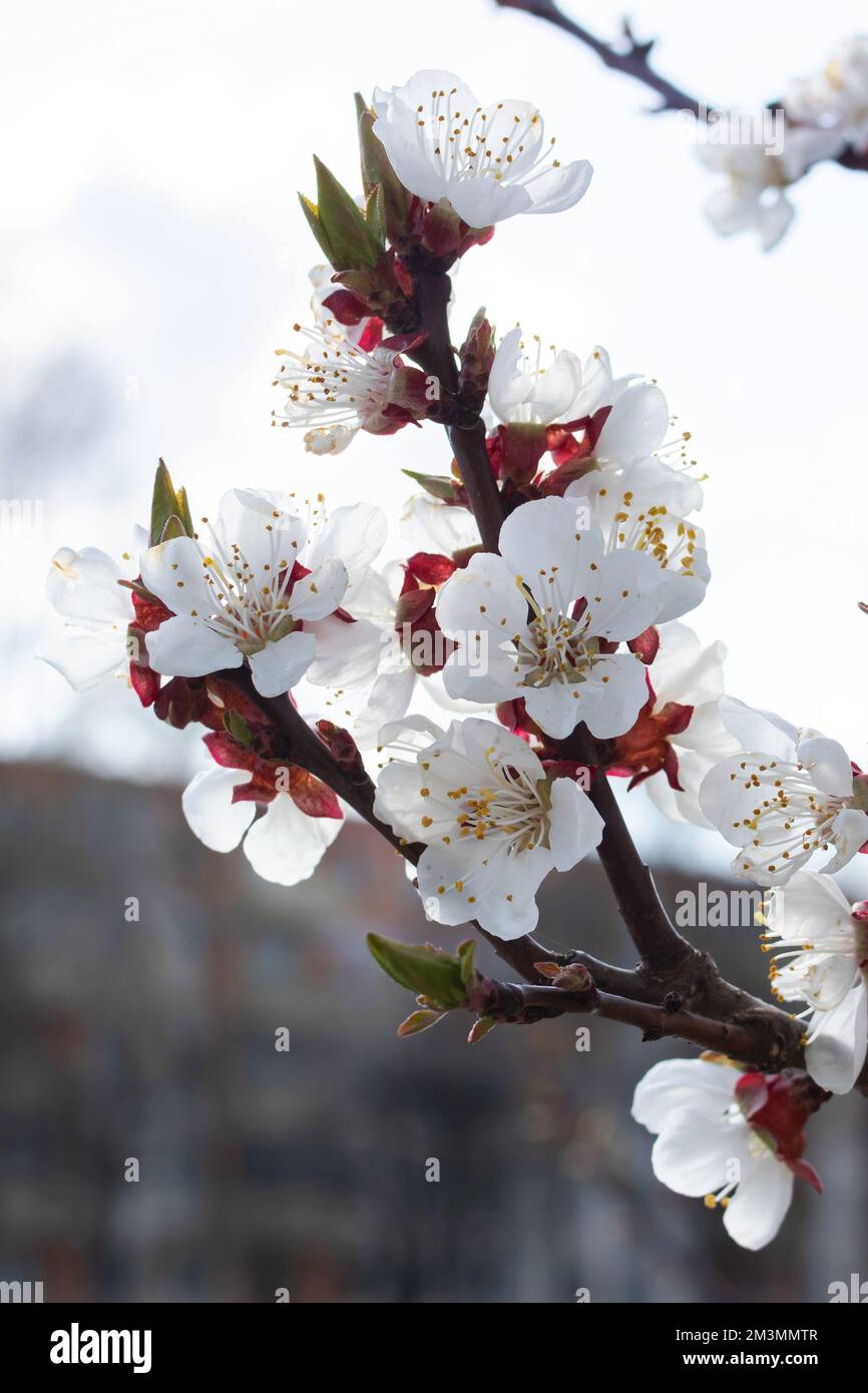 Soft pastel color, Beautiful cherry flowers close up Stock Photo - Alamy